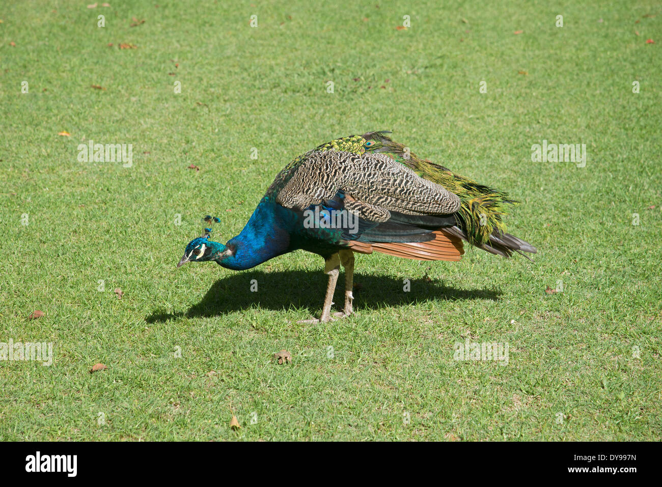 Peacock searching for food on a lush South African lawn Stock Photo - Alamy