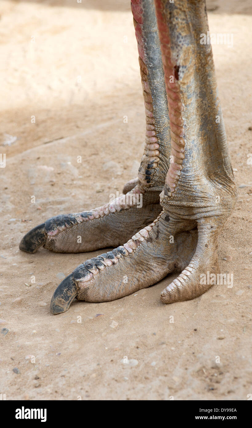 Ostrich feet hi-res stock photography and images - Alamy