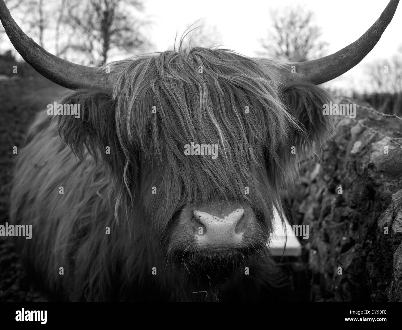 Exophthalmos In Cows Images Pictures