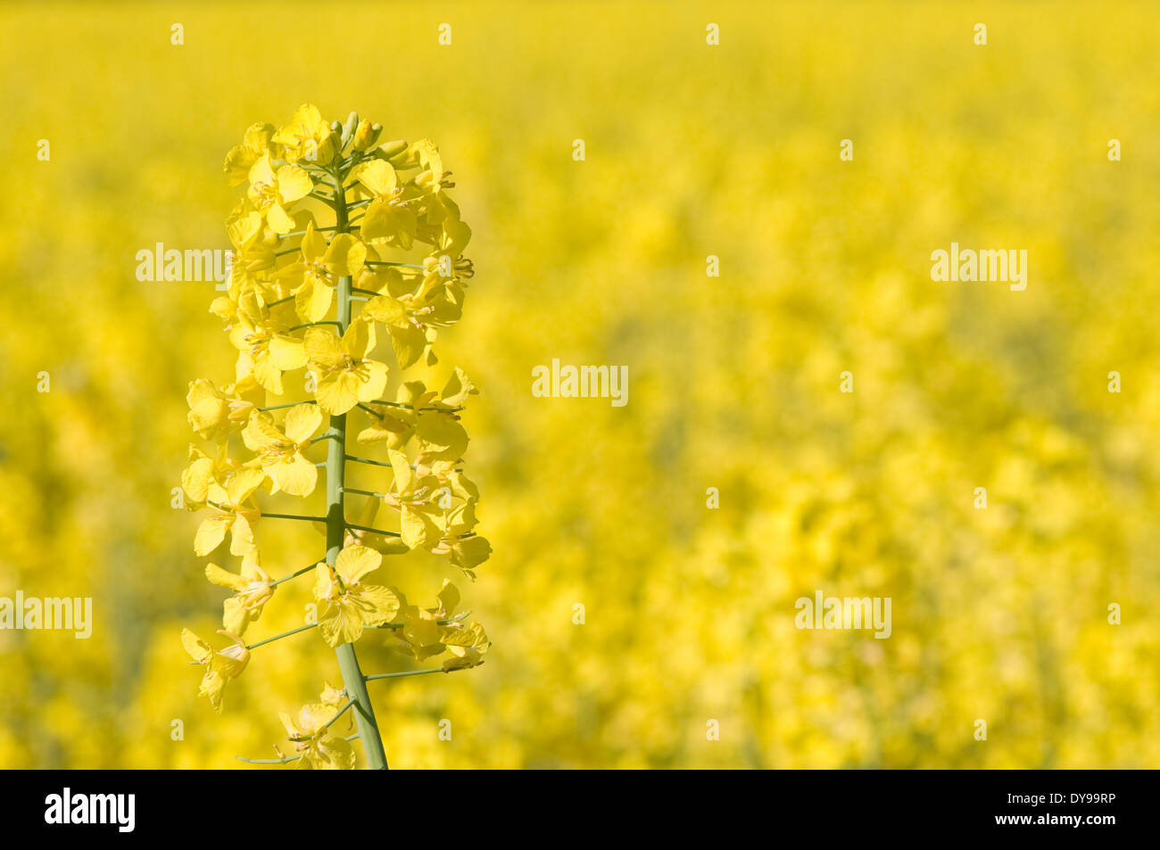 close view of colza in bloom on yellow background Stock Photo - Alamy