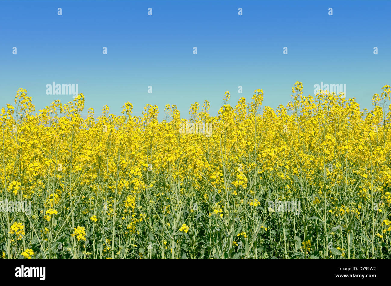 colza in bloom field on blue sky background Stock Photo - Alamy