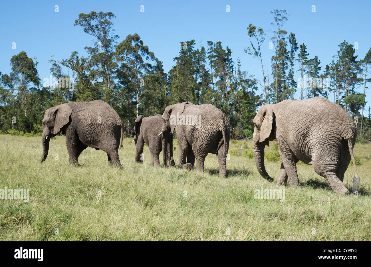 African elephants rear view hi-res stock photography and images - Alamy