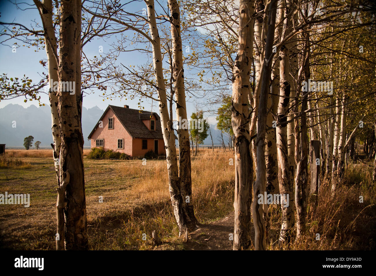 Aspen Trees along Mormon Row with the Grand Teton Mountain Range ...
