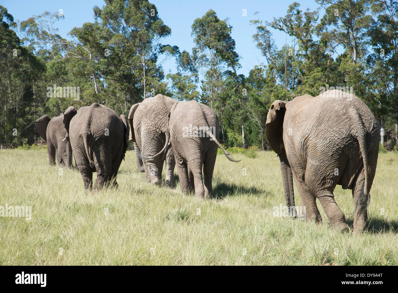 Elephants backside hi-res stock photography and images - Alamy