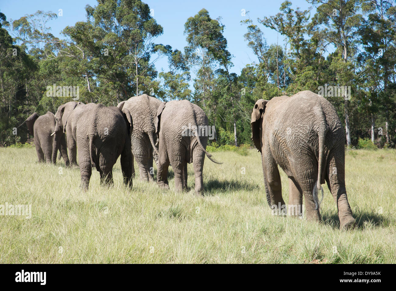 Rear view of a herd of African elephants walking in grasslands. South ...