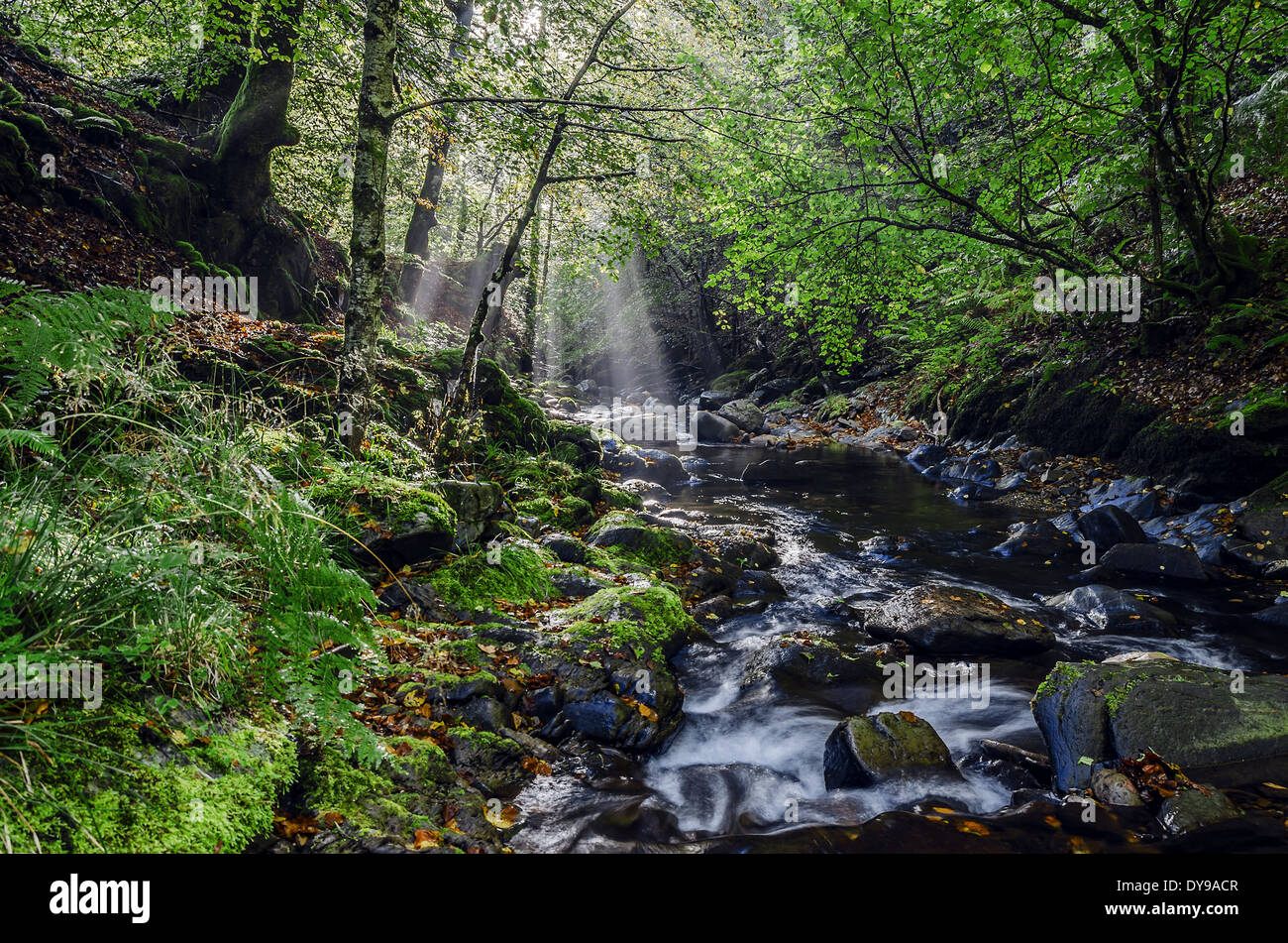 Sun rays over the river inside the forest Stock Photo - Alamy