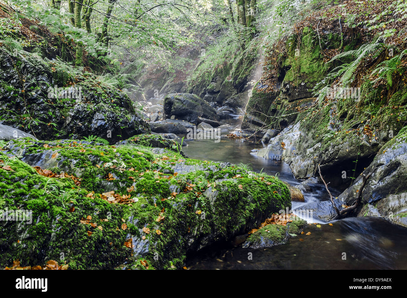 Sun rays over the stream inside the forest Stock Photo - Alamy