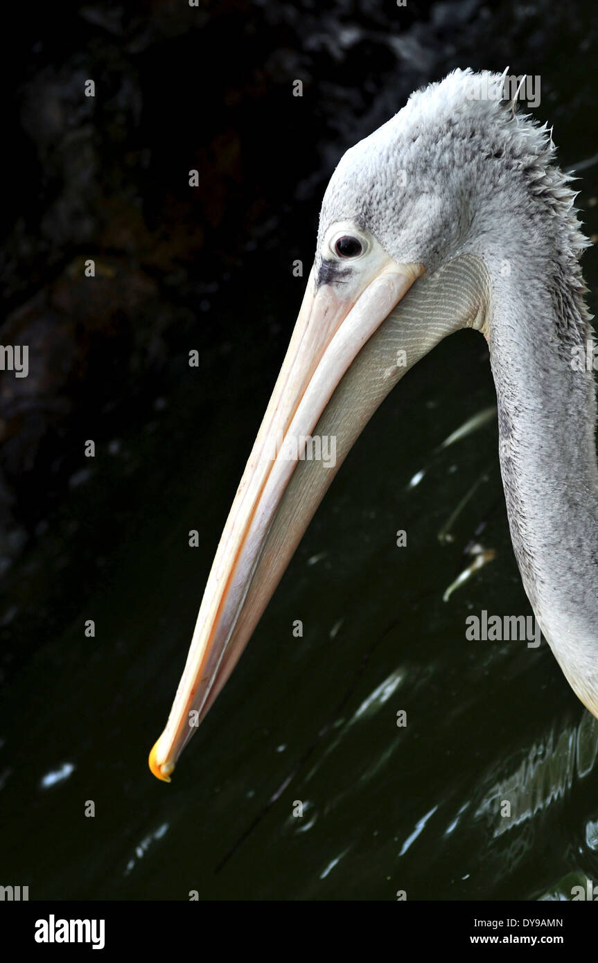 Adorable pelican hi-res stock photography and images - Alamy