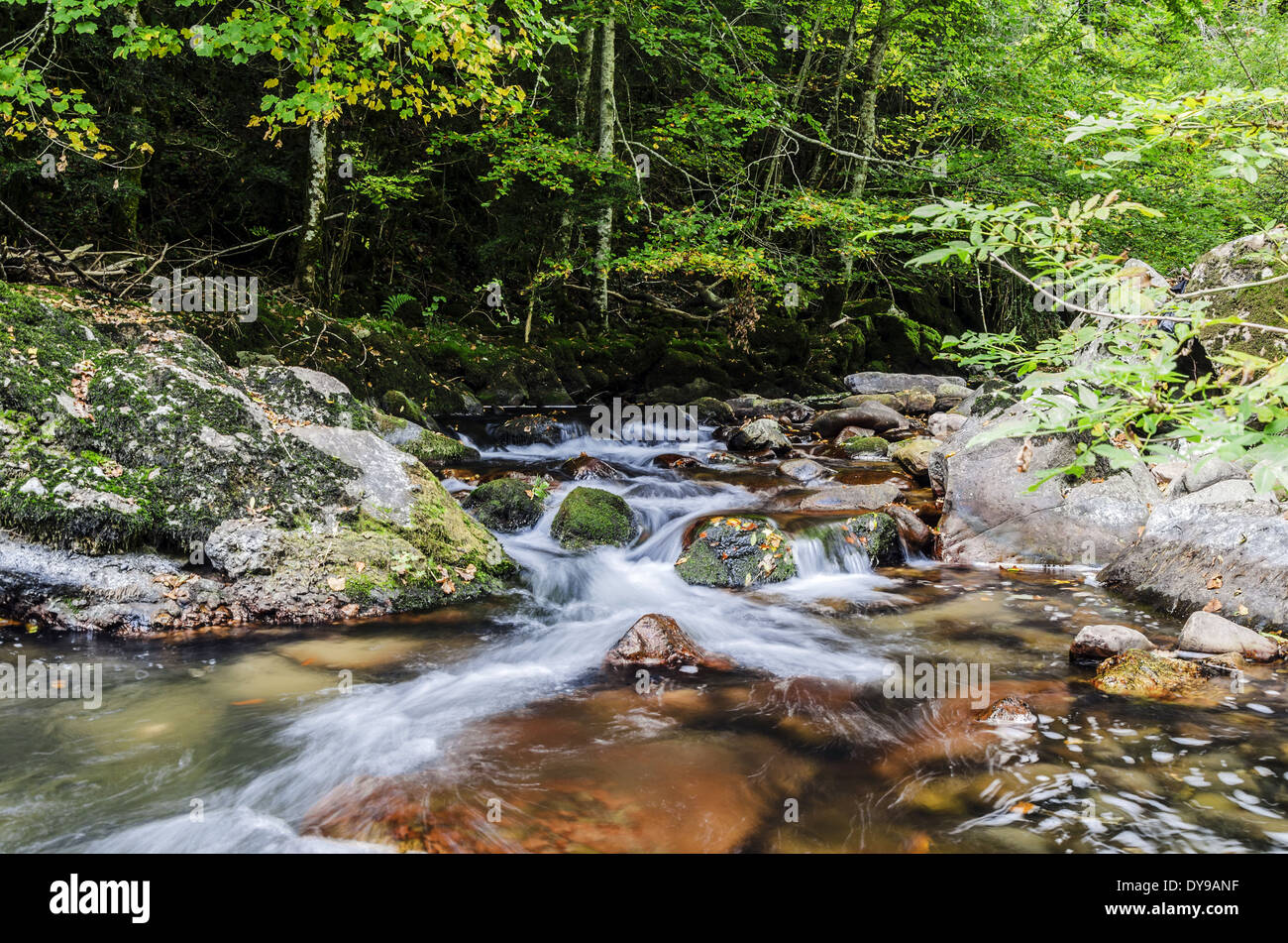River in the forest Stock Photo - Alamy
