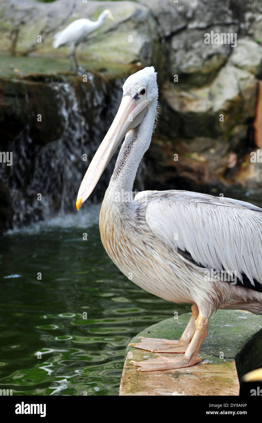 Yellow beak pelican hi-res stock photography and images - Alamy