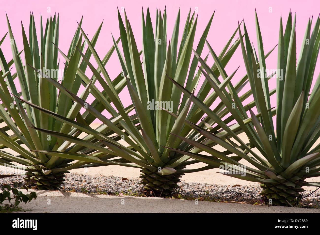 Three agave plants planted in front of a pink wall Stock Photo - Alamy