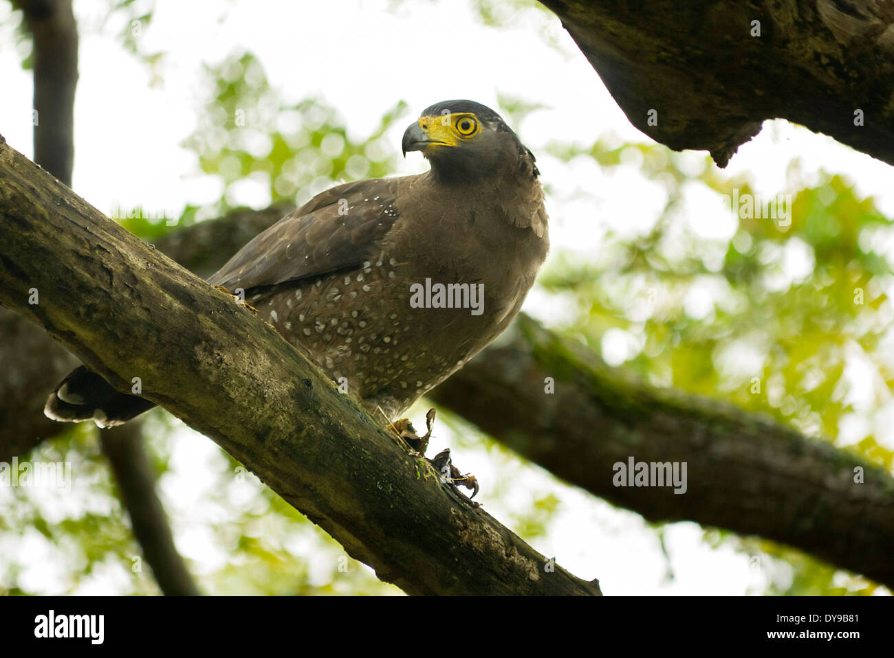 Hunt wild animal hi-res stock photography and images - Alamy