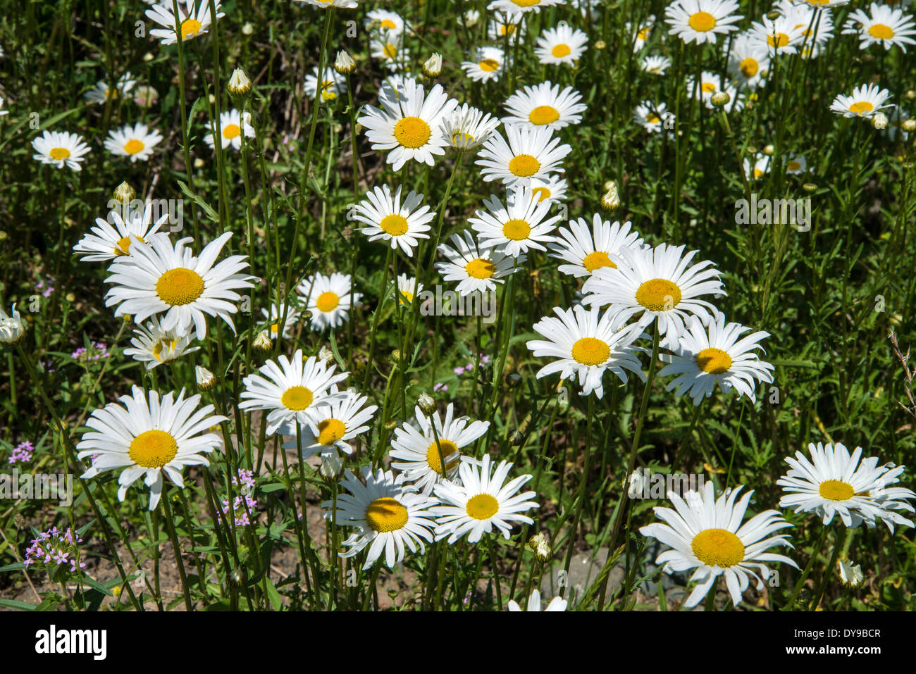 oxeye daisies, central BC, British Columbia, Canada, daisy ...