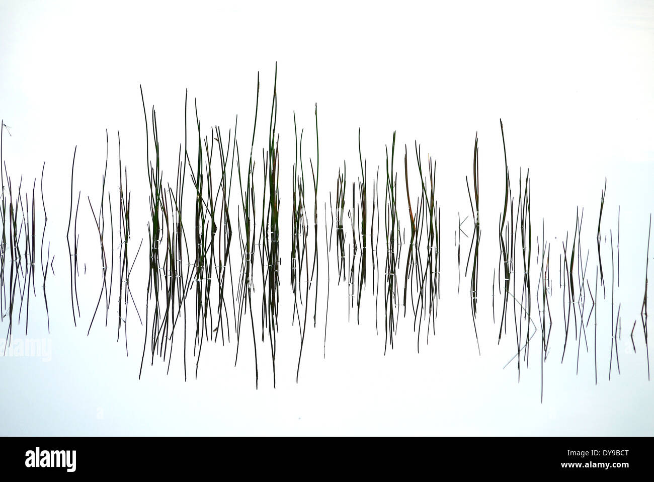 Natural line patterns hi-res stock photography and images - Alamy