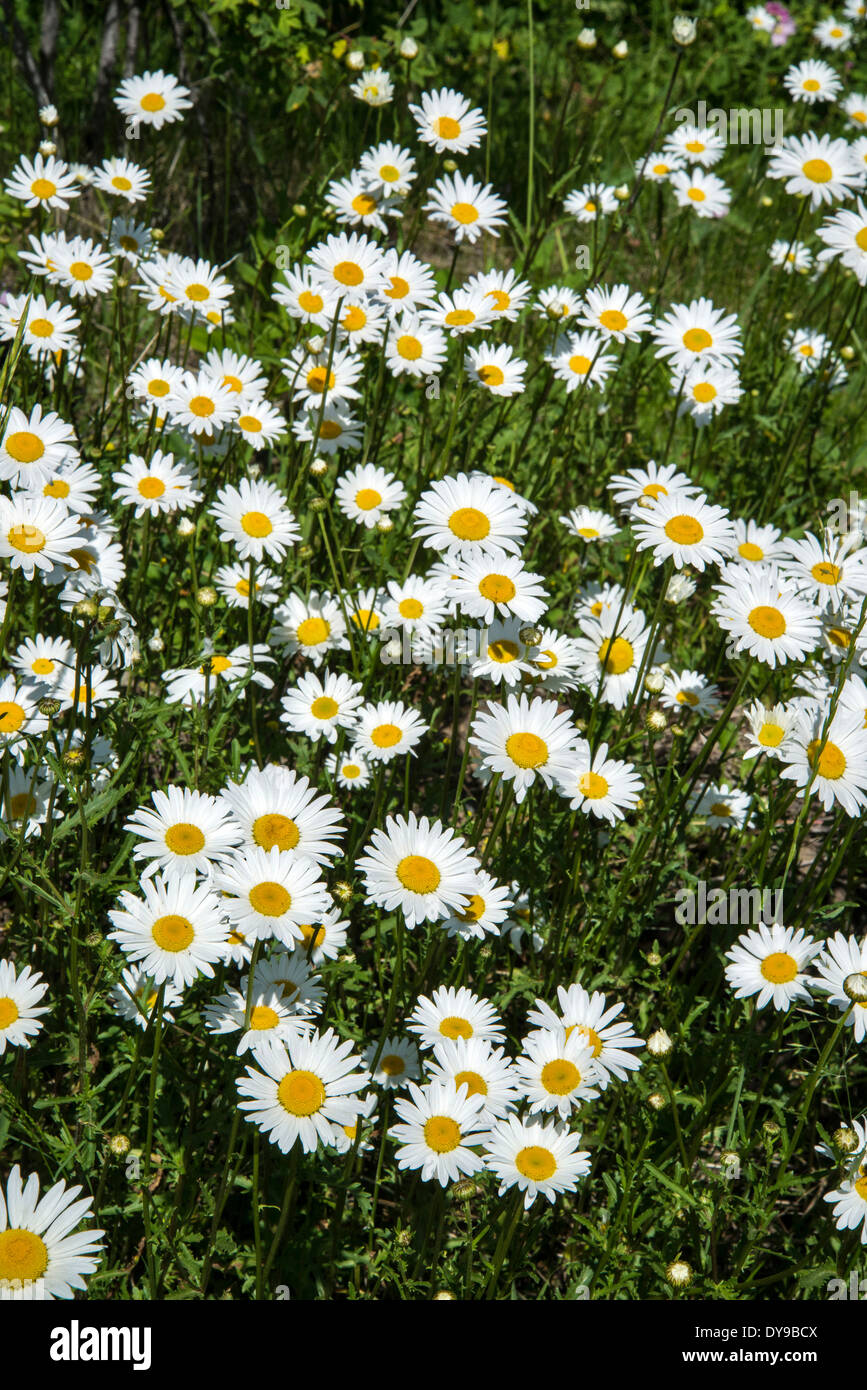 oxeye daisies, central BC, British Columbia, Canada, daisy ...