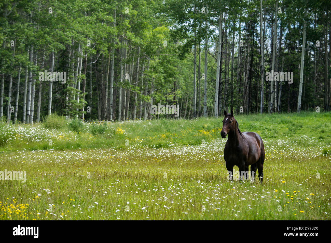Bc forest hi-res stock photography and images - Alamy