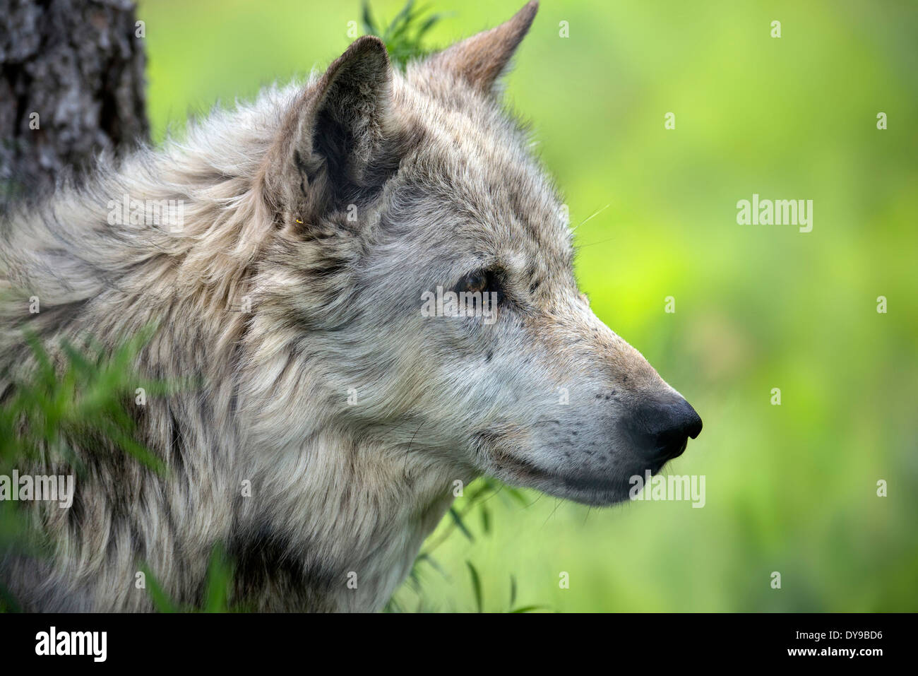 gray wolf, canis lupus, wolf, animal, USA, United States, America Stock ...