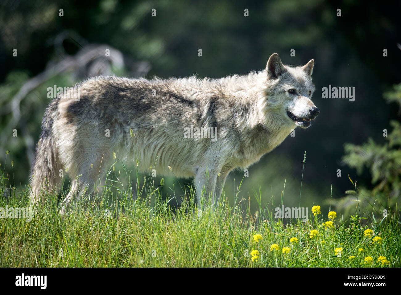 gray wolf, canis lupus, wolf, animal, USA, United States, America Stock ...