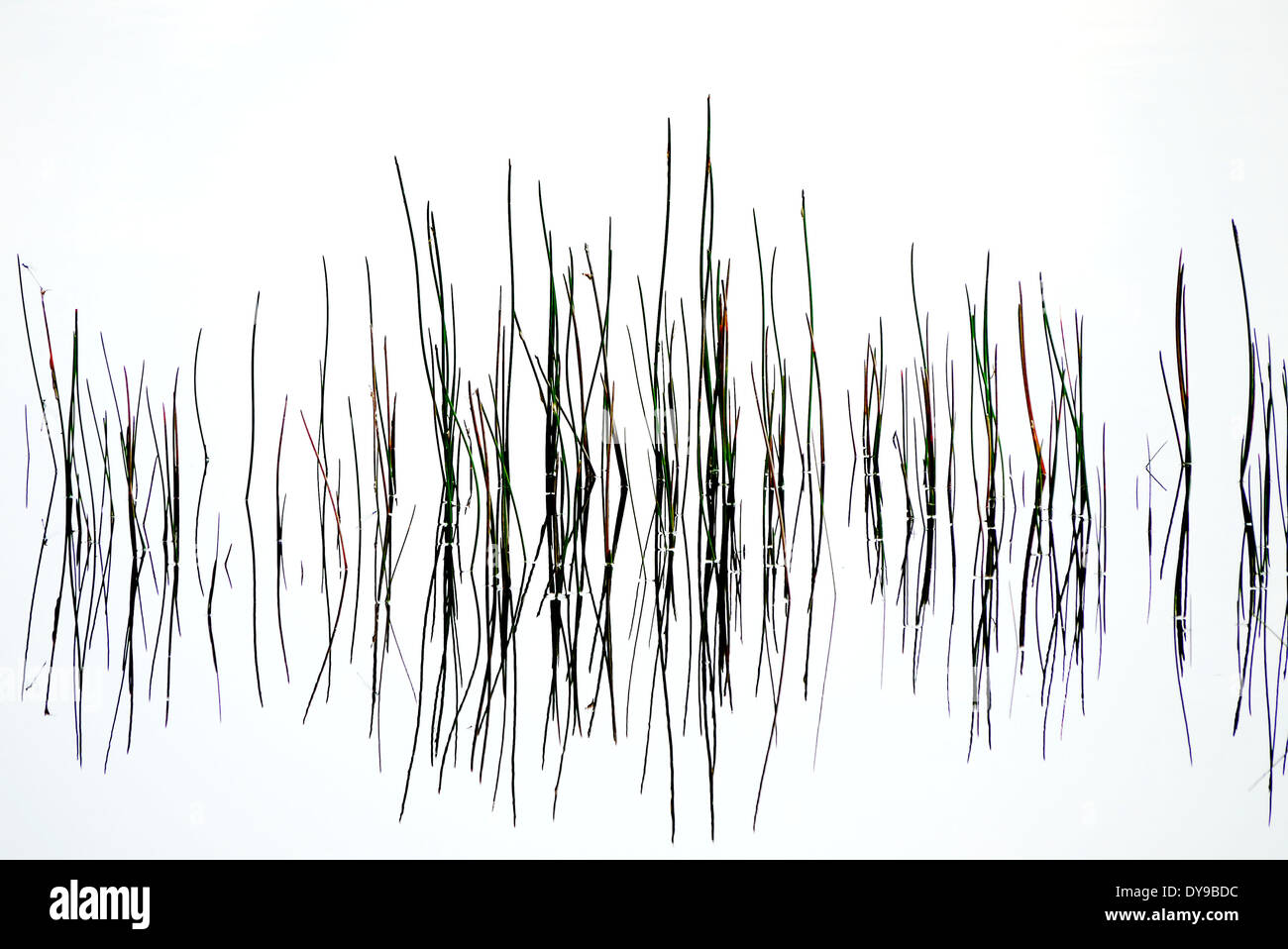 Natural nature reflection hi-res stock photography and images - Alamy