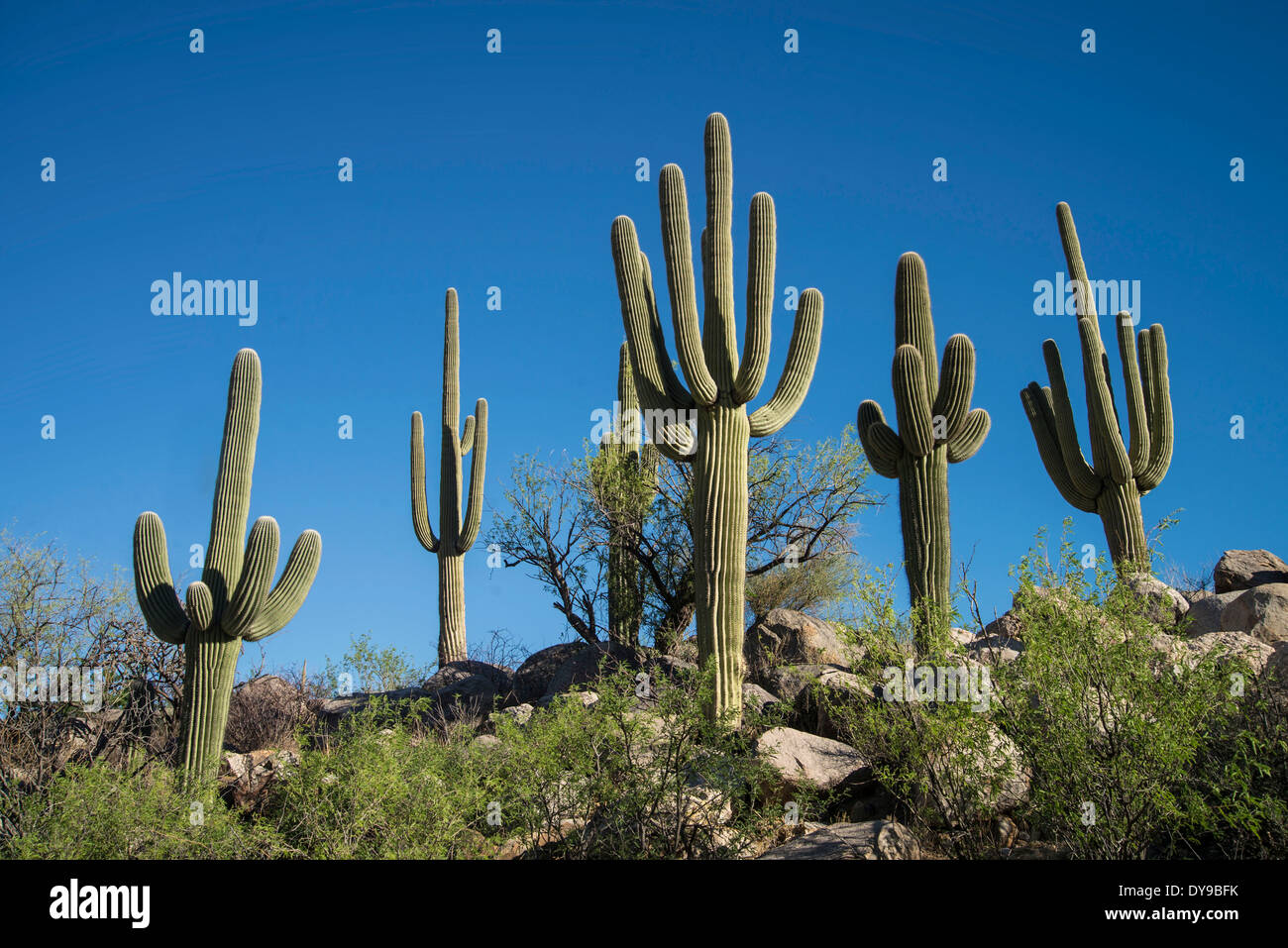 Catalina, state park, Arizona, USA, United States, America, cactus ...