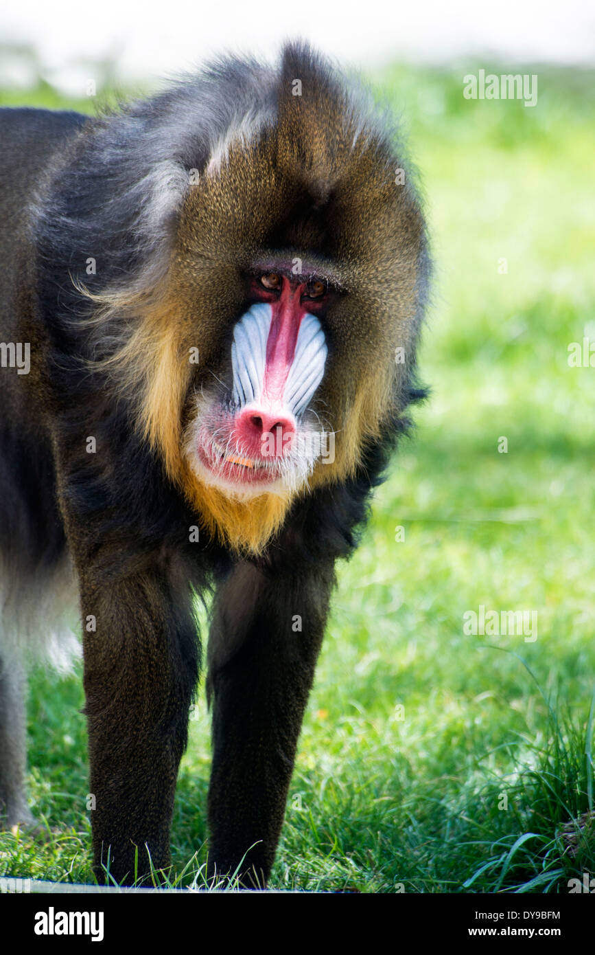 Ape Head High Resolution Stock Photography and Images - Alamy