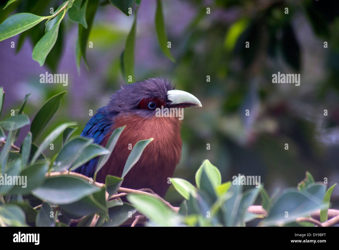 Malkoha bird hi-res stock photography and images - Alamy