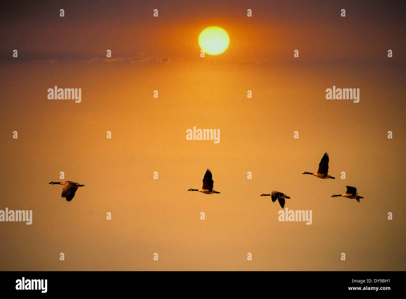 Canada geese, geese, USA, United States, America, sunset, flight, birds ...