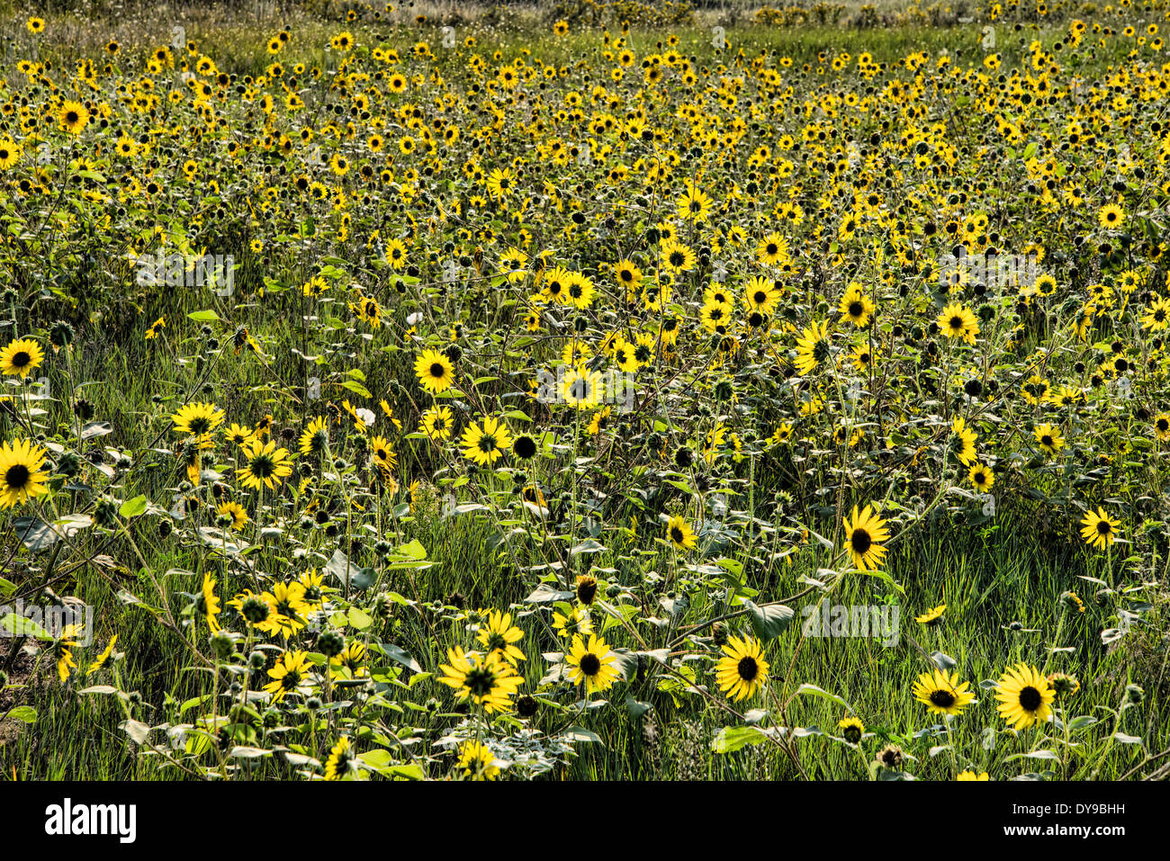 Yellow cave hi-res stock photography and images - Alamy