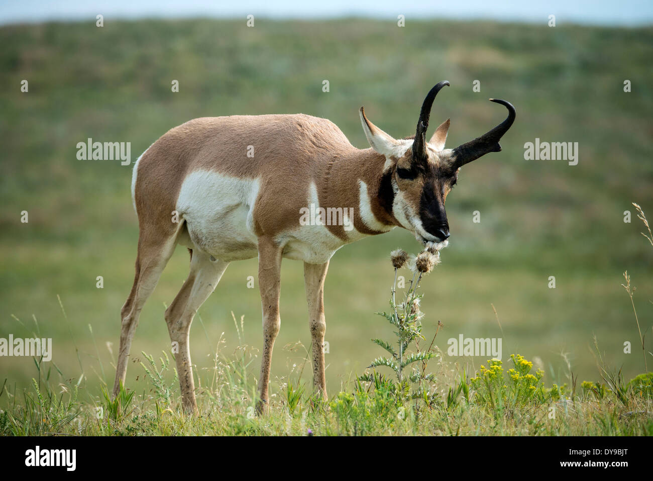 pronghorn antelope antilocapra americana Wind Cave National Park South ...