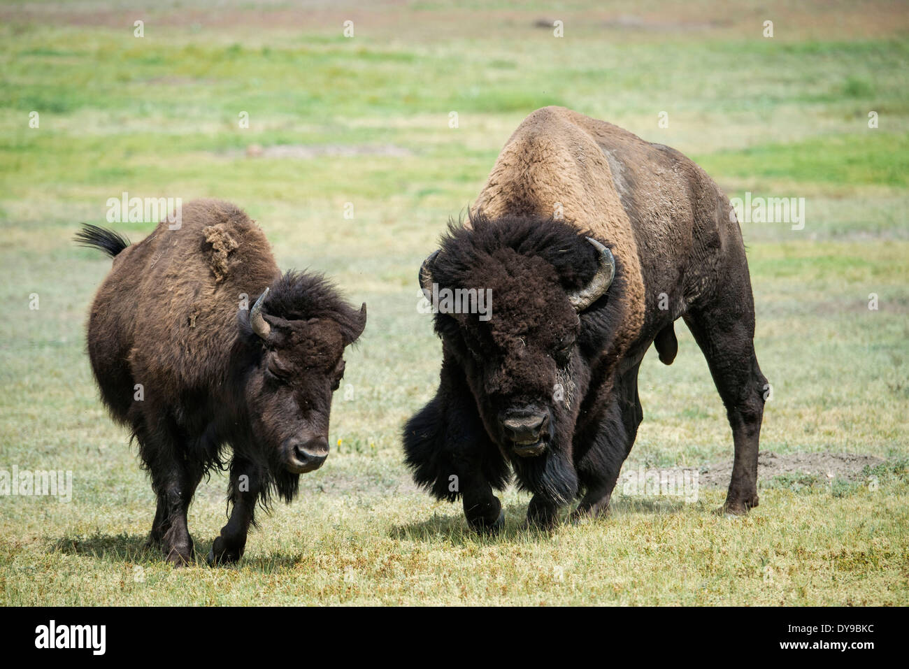 Bison, buffalo, Wind Cave, National Park, South Dakota, USA, United ...