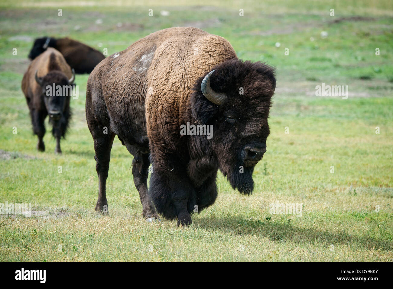 Wind cave national park and bison hi-res stock photography and images ...