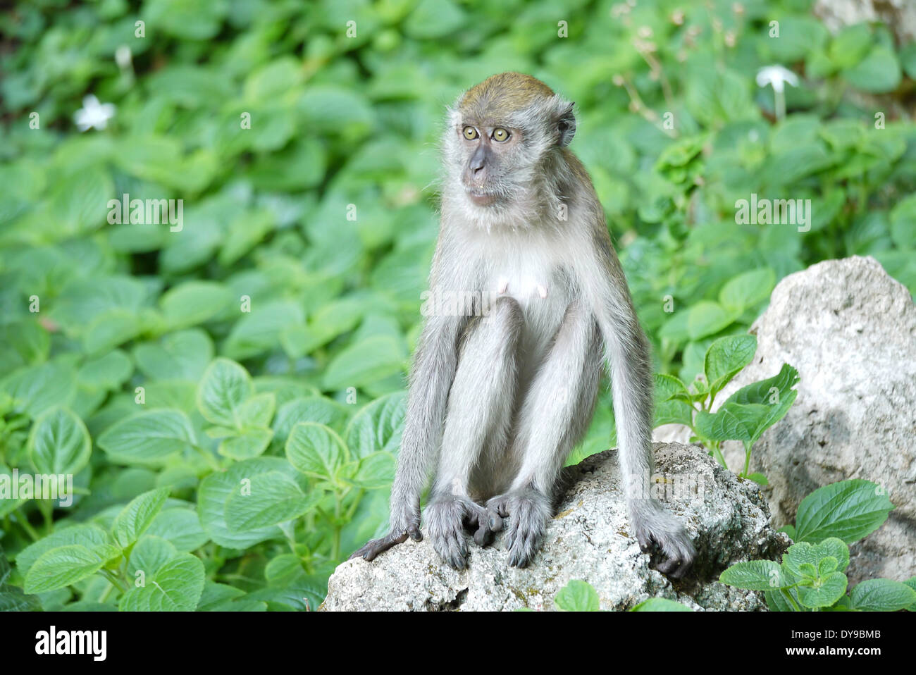 Portrait of a Female Monkey Amongst the Bushes Stock Photo - Alamy