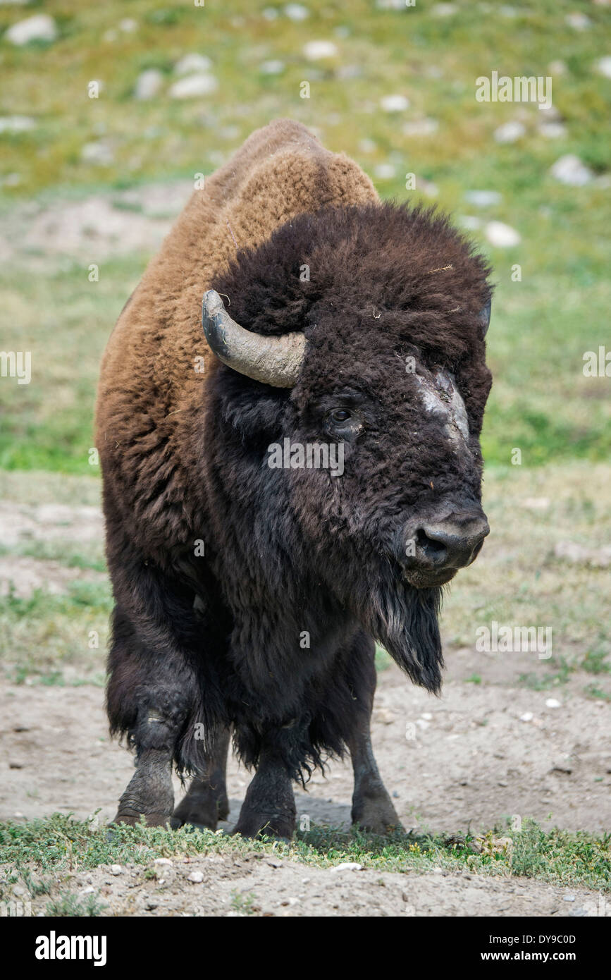 Wind cave national park and bison hi-res stock photography and images ...