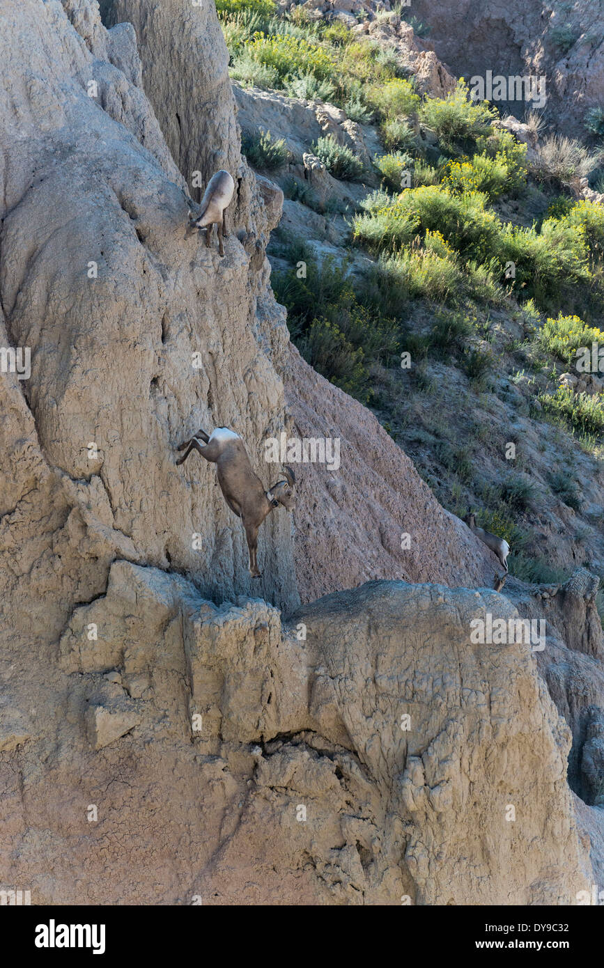 Bighorn Sheep, Ovis canadensis, Badlands, National Park, South Dakota ...