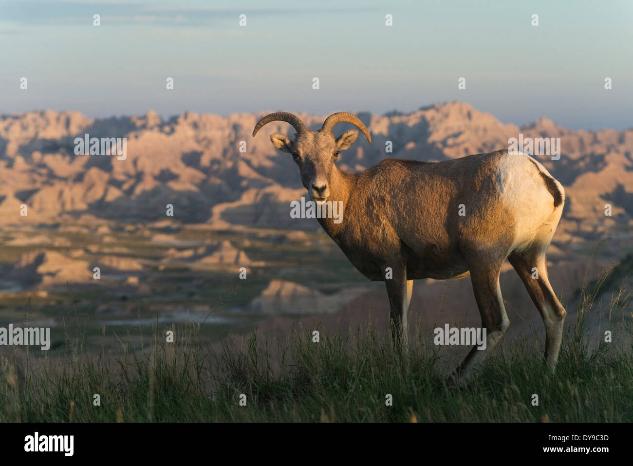 Bighorn Sheep, Ovis canadensis, Badlands, National Park, South Dakota ...