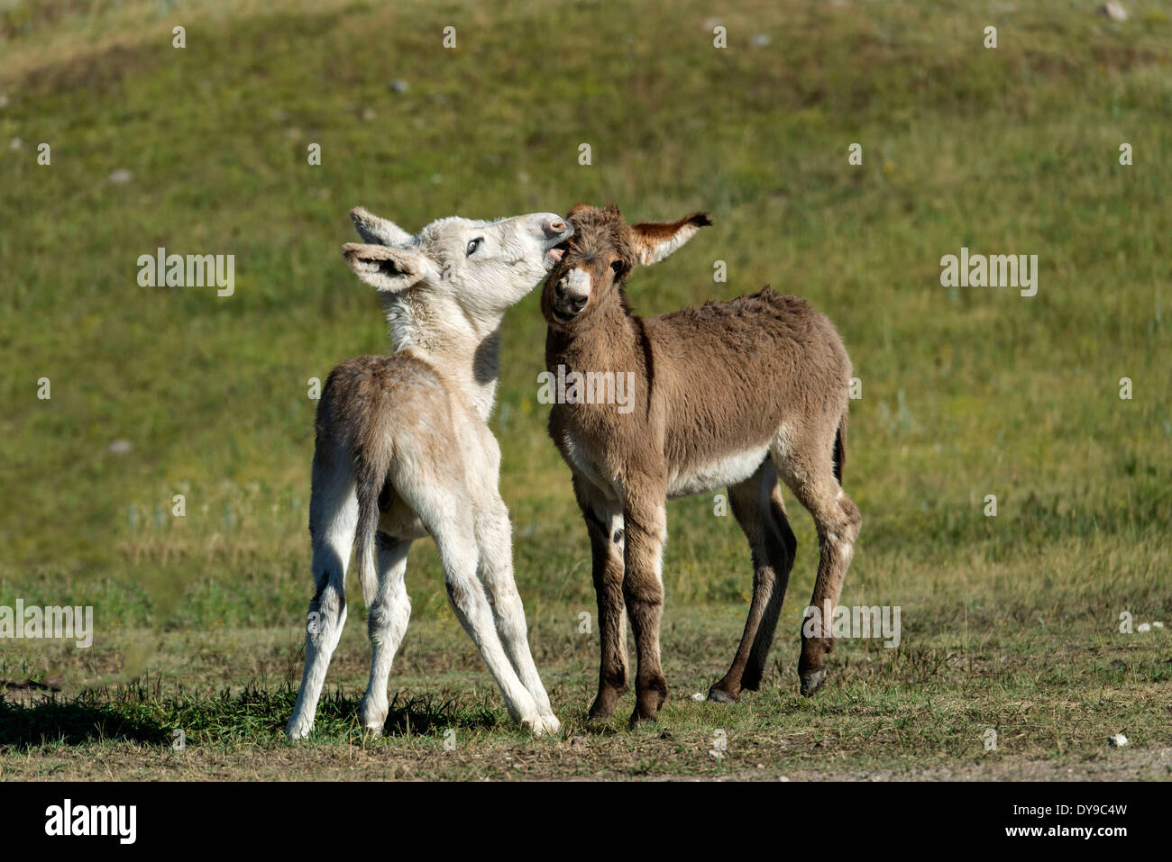 Custer state park animals hi-res stock photography and images - Alamy