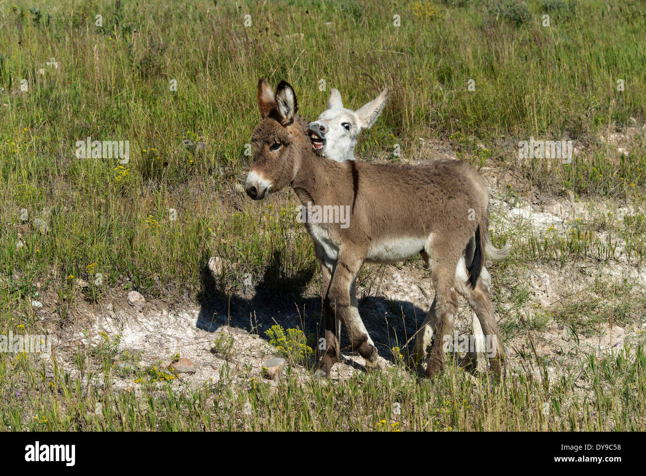 Burro South Park