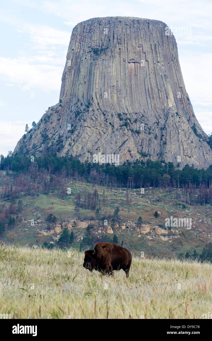 Bison buffalo devils tower national hi-res stock photography and images ...