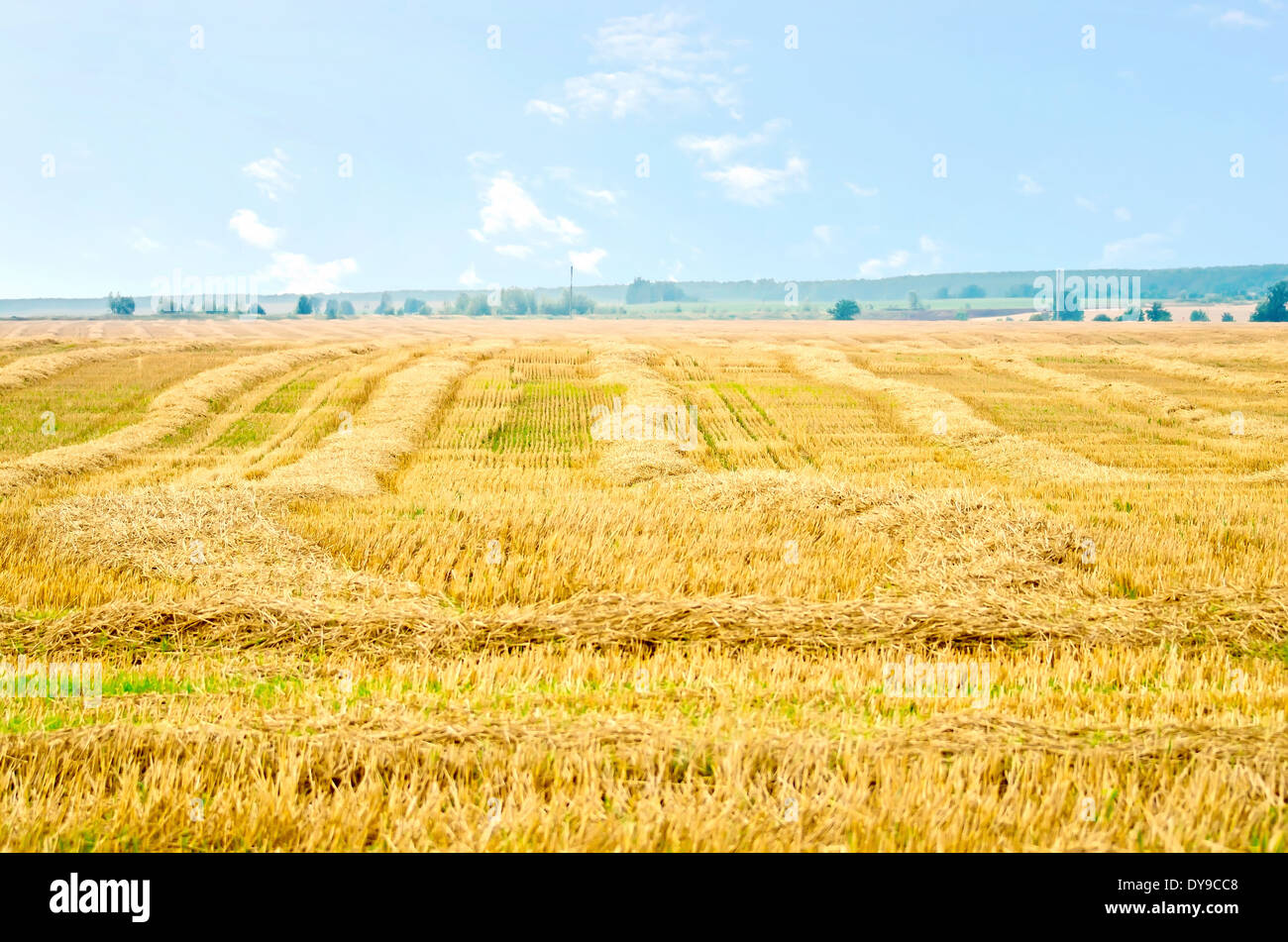 Straw stripes on the yellow background field Stock Photo - Alamy