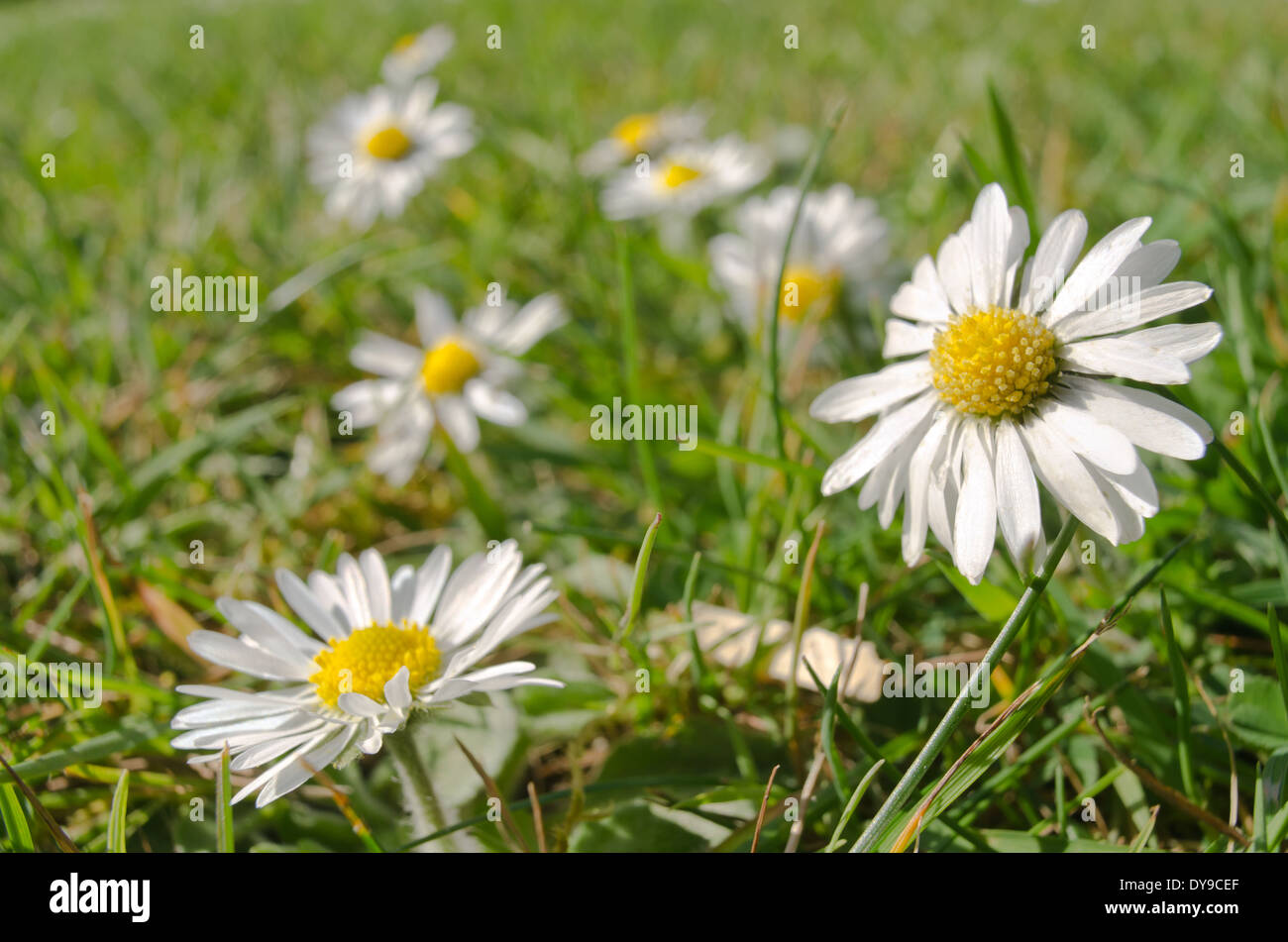 Daisy chains hi-res stock photography and images - Alamy