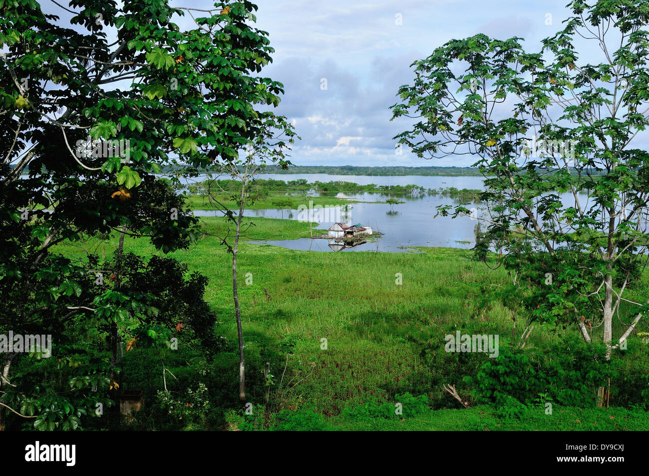 Tarapaca amazonas hi-res stock photography and images - Alamy