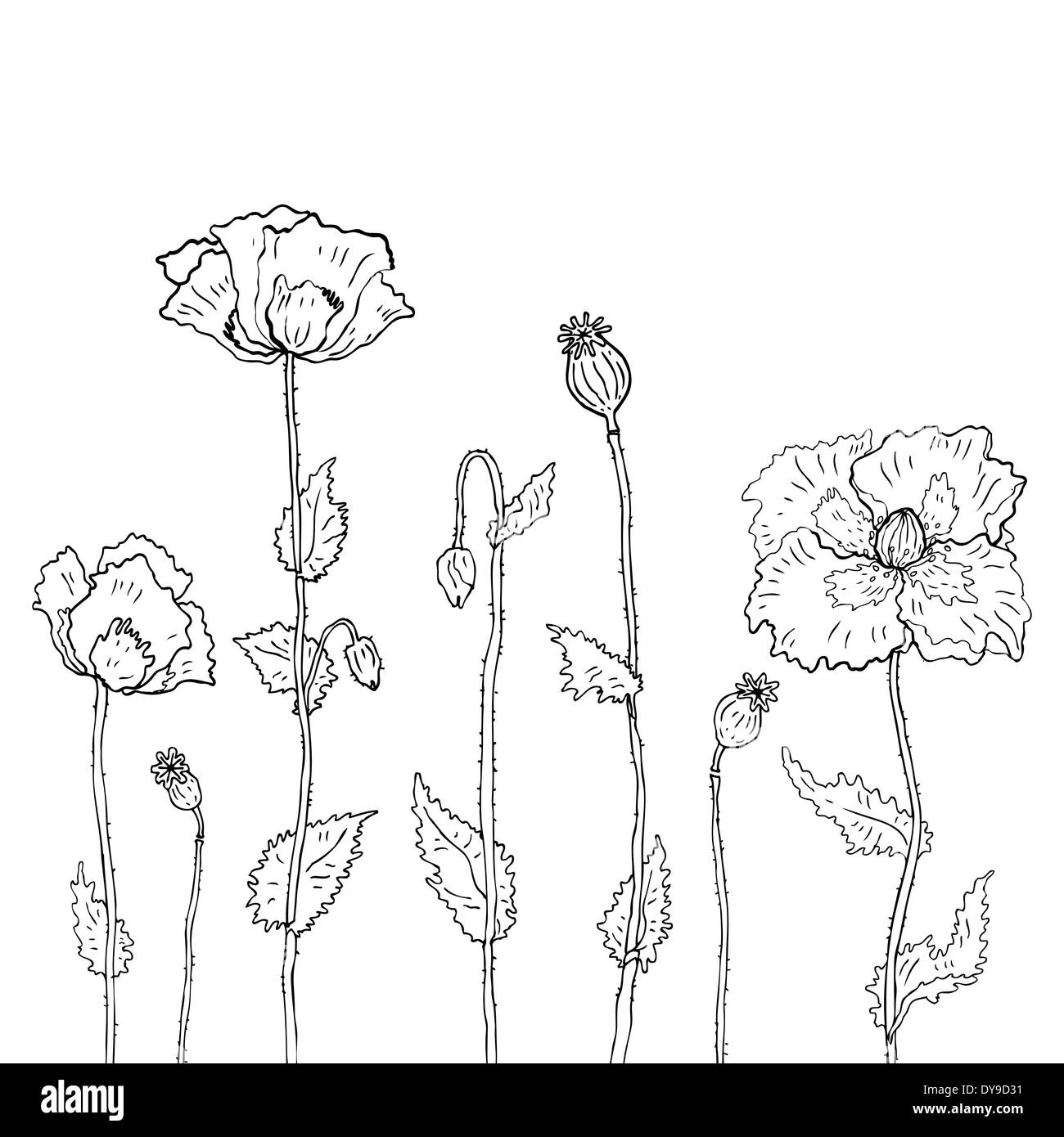 Hand drawn poppy blossom Black and White Stock Photos & Images - Alamy
