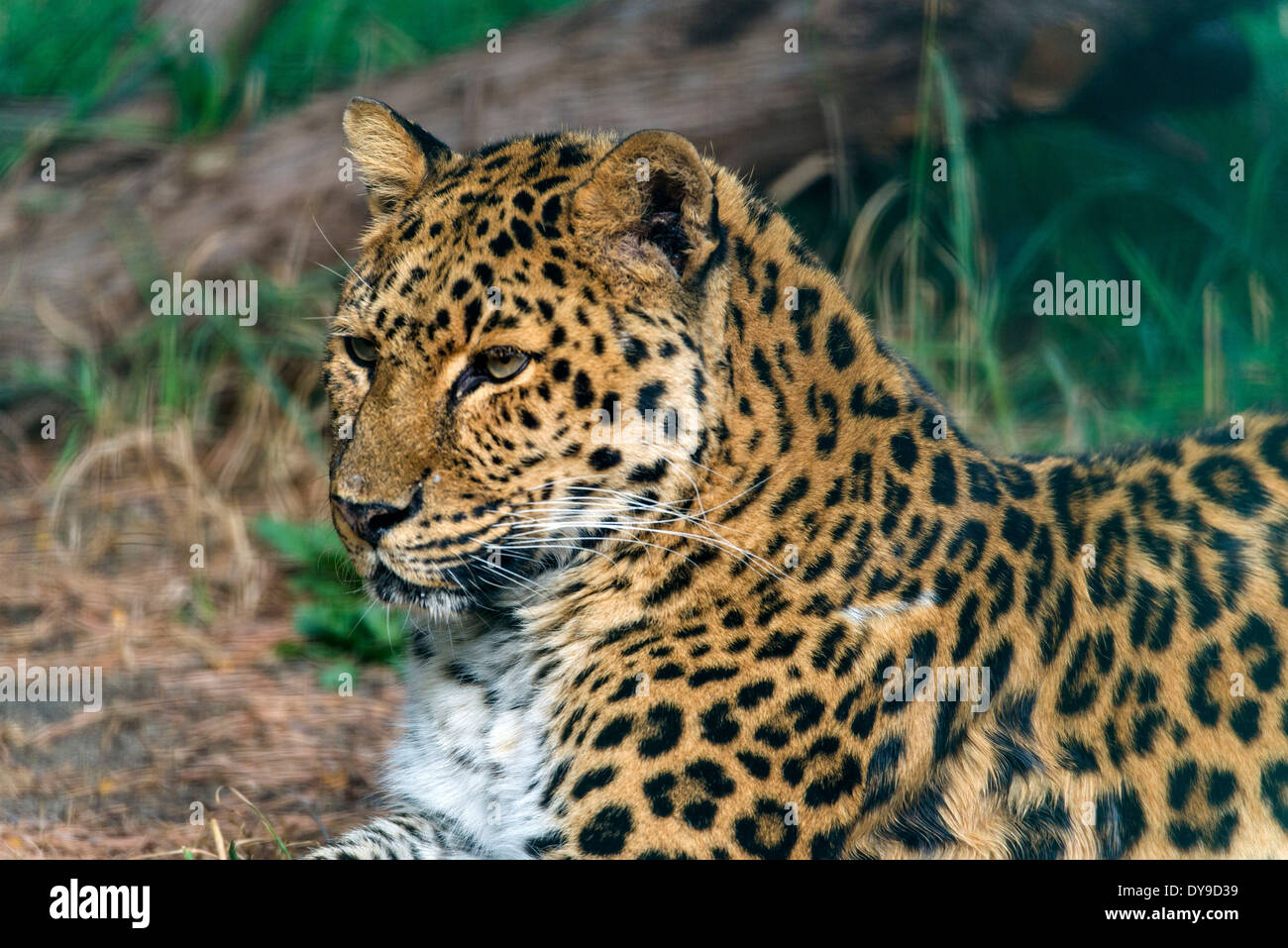 Amur Leopard, panthera pardus orientalis, leopard, animal, portrait ...