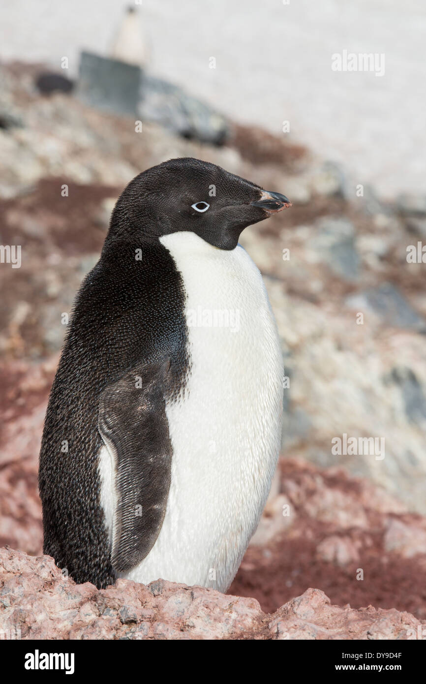 Adelie Penguins, Pygoscelis adeliae at Madder Cliffs, Suspiros Bay, at ...