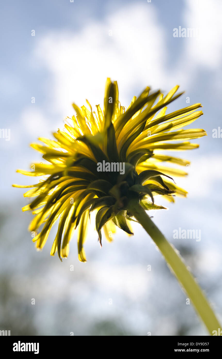 bright open dandelion flower head showing minute details of each ...
