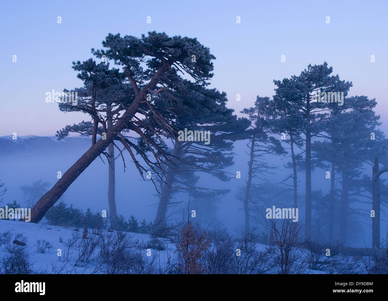 Evening fog covers the forest. Crimea, Ukraine Stock Photo - Alamy