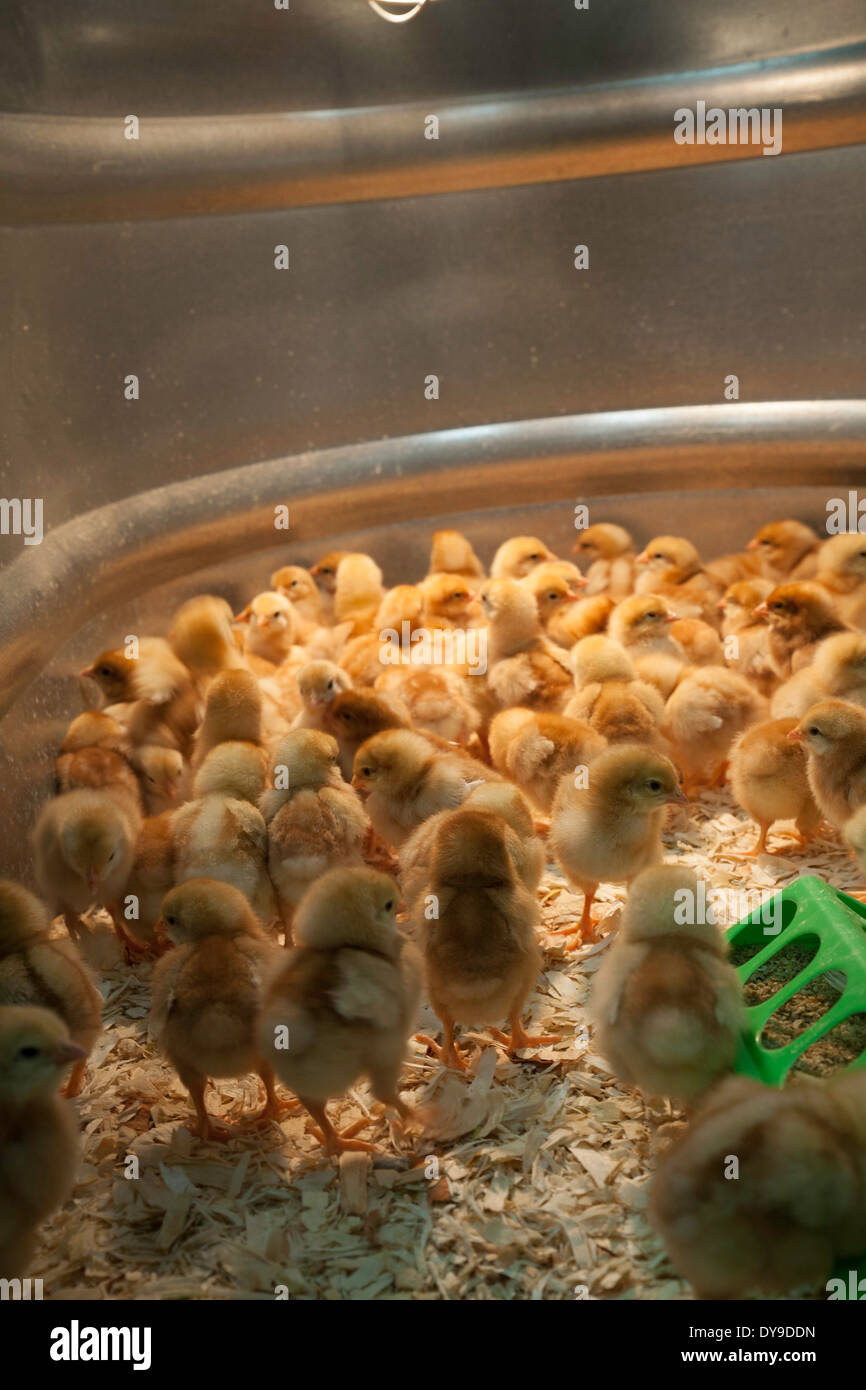 Chicks for sale hi-res stock photography and images - Alamy