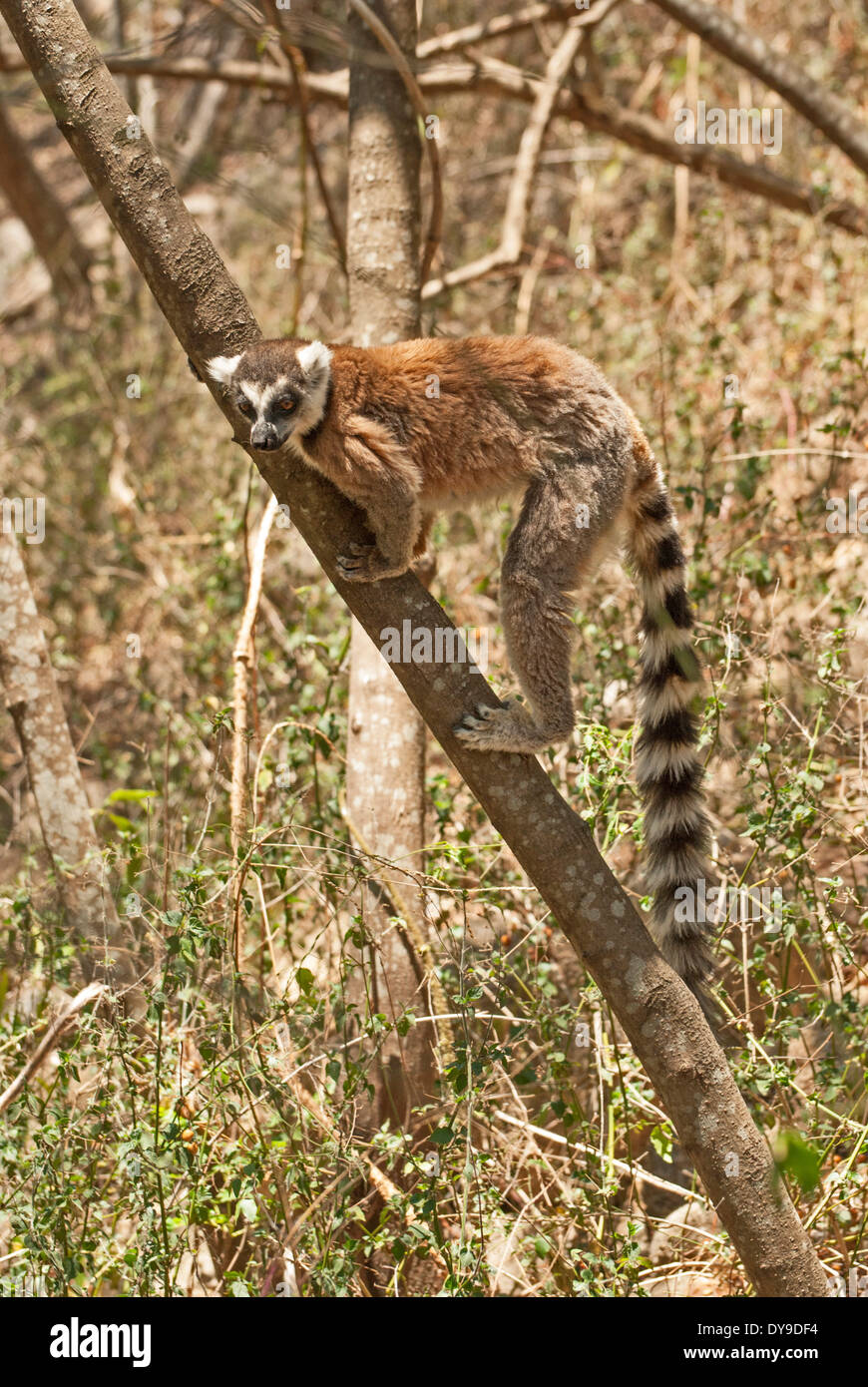 Ring-tailed lemur (Lemur catta) at the Anja Community Reserve ...