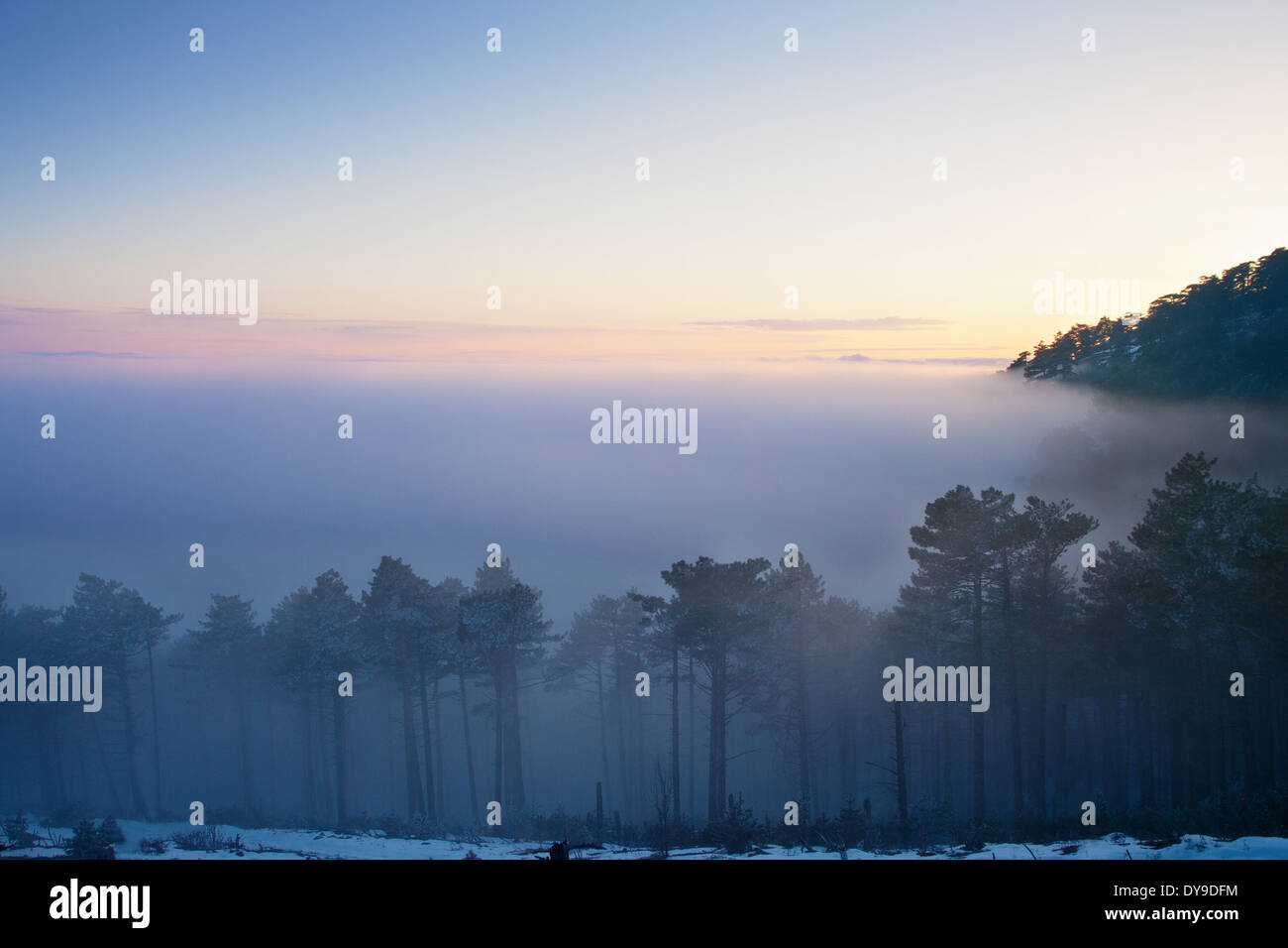 Evening fog covers the forest. Crimea, Ukraine Stock Photo - Alamy