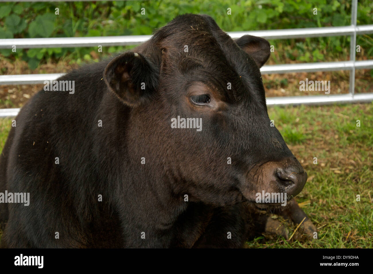 Angus young hi-res stock photography and images - Alamy